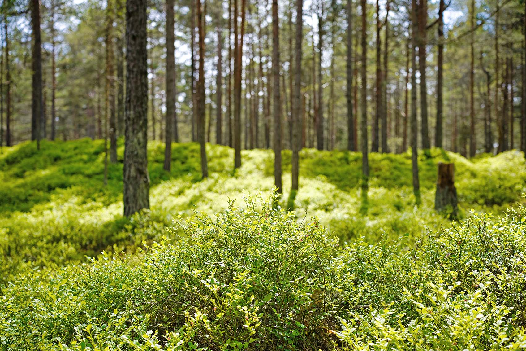 ForestValue » ForestValue2